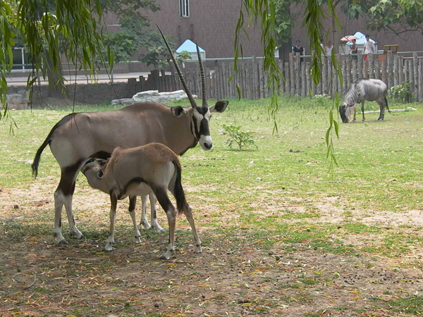 Beijing Zoo
