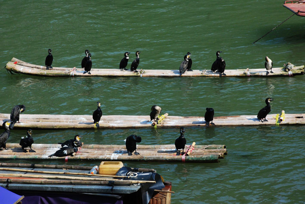 Photo, Image & Picture of Li River Fish Catching Birds