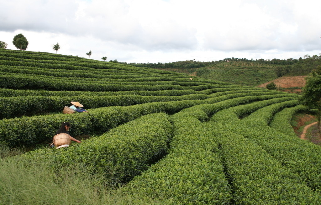Photo, Image & Picture of Yunnan Xishuangbanna Tea Fields